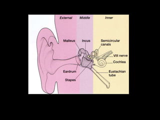 Ears, anatomy and otoscopic pathology, pictures and diagrams.ppt