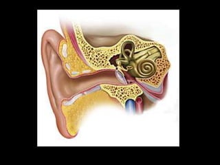 Ears, anatomy and otoscopic pathology, pictures and diagrams.ppt