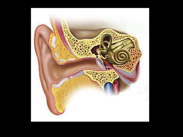 Ears, anatomy and otoscopic pathology, pictures and diagrams.ppt