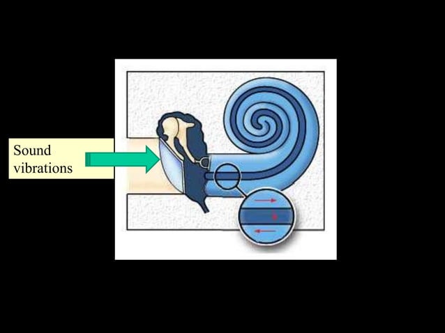 Ears, anatomy and otoscopic pathology, pictures and diagrams.ppt