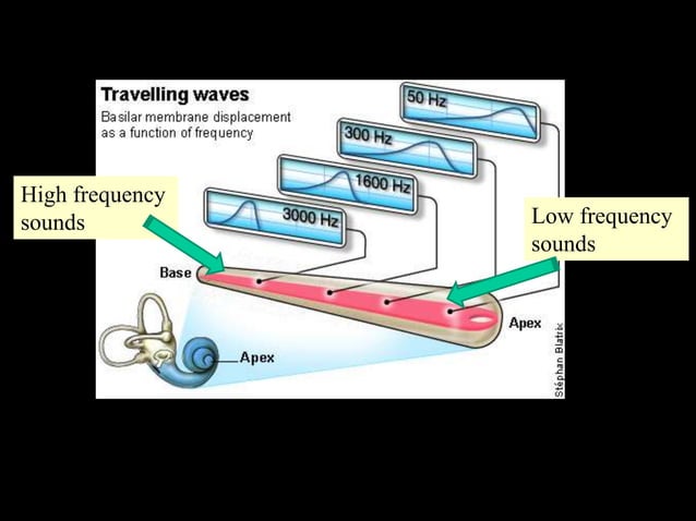 Ears, anatomy and otoscopic pathology, pictures and diagrams.ppt