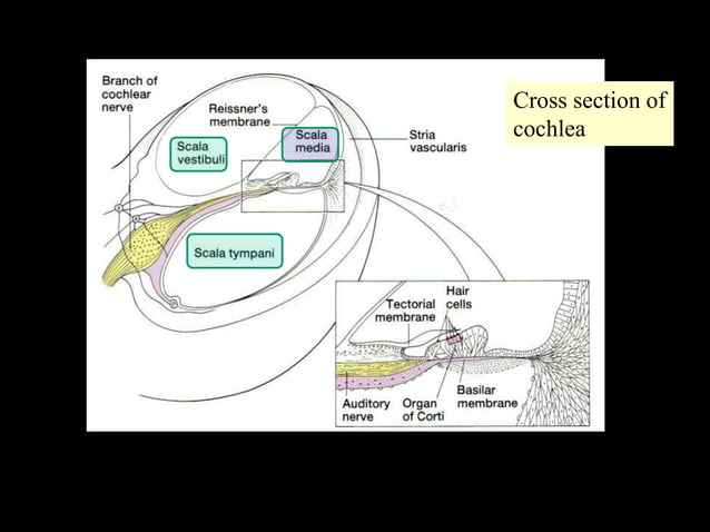 Ears, anatomy and otoscopic pathology, pictures and diagrams.ppt