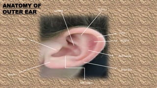 Ear structure | PPT
