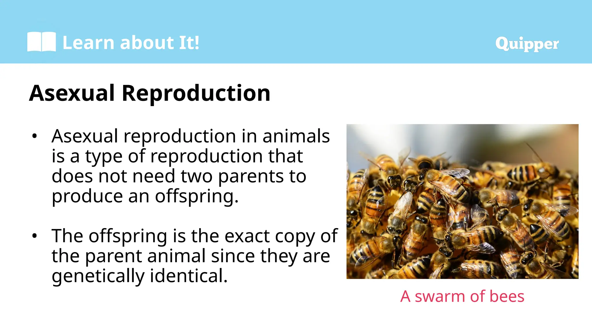 Earth and Life Science SHS 17.3 Asexual Reproduction in Animals.pptx