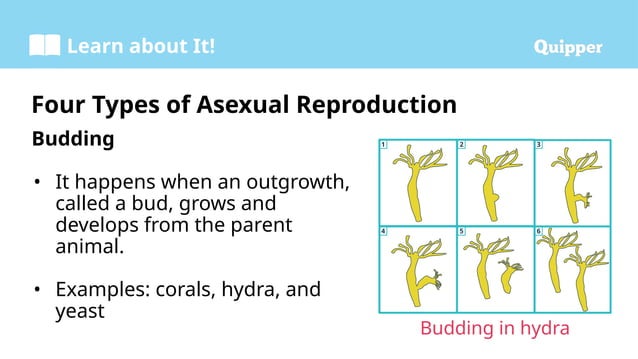 Earth and Life Science SHS 17.3 Asexual Reproduction in Animals.pptx ...