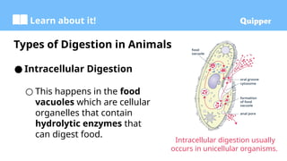 Earth and Life Science SHS 19.1 Digestion.pptx