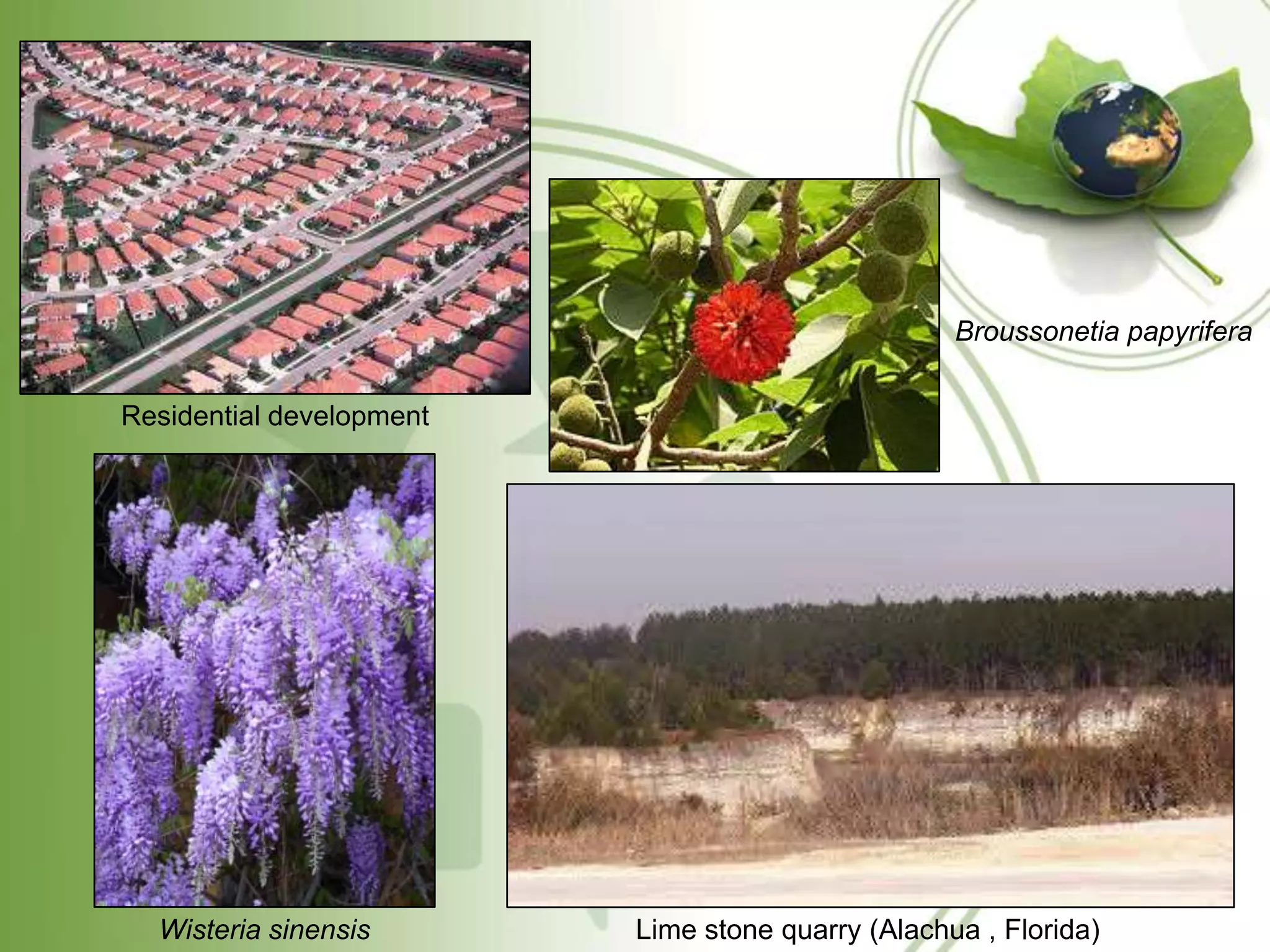 Conservation of Florida's Endangered Plants by Carlos E. Vasquez | PPTX