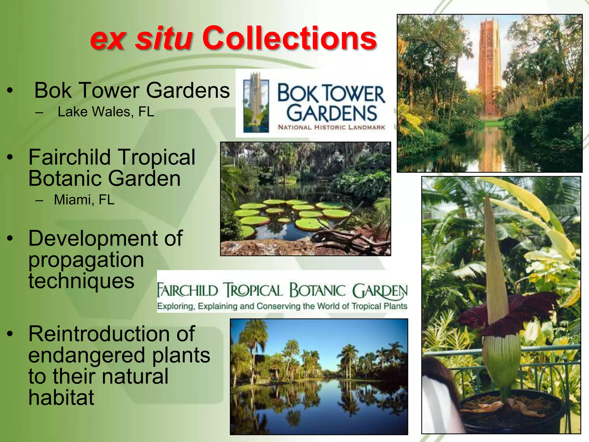 Conservation of Florida's Endangered Plants by Carlos E. Vasquez | PPTX