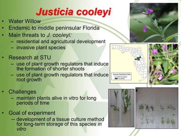 Conservation of Florida's Endangered Plants by Carlos E. Vasquez | PPT