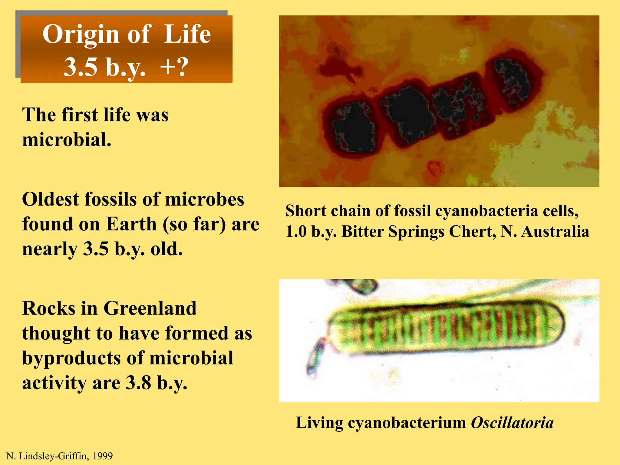 A Brief History of Life on Earth Geology Today | PPT