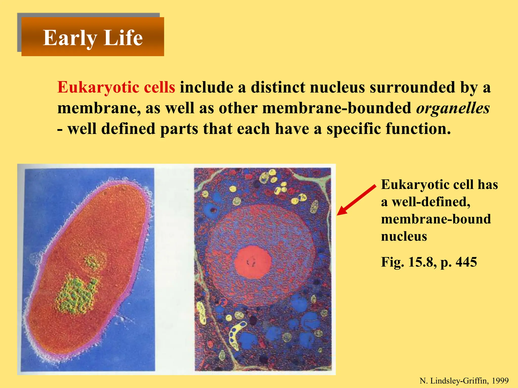 A Brief History of Life on Earth Geology Today | PPT