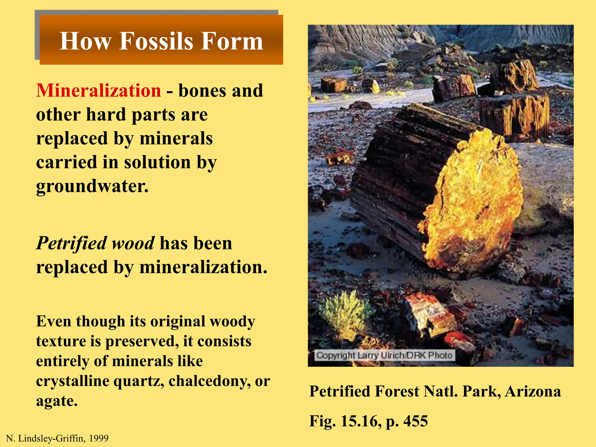A Brief History of Life on Earth Geology Today | PPT