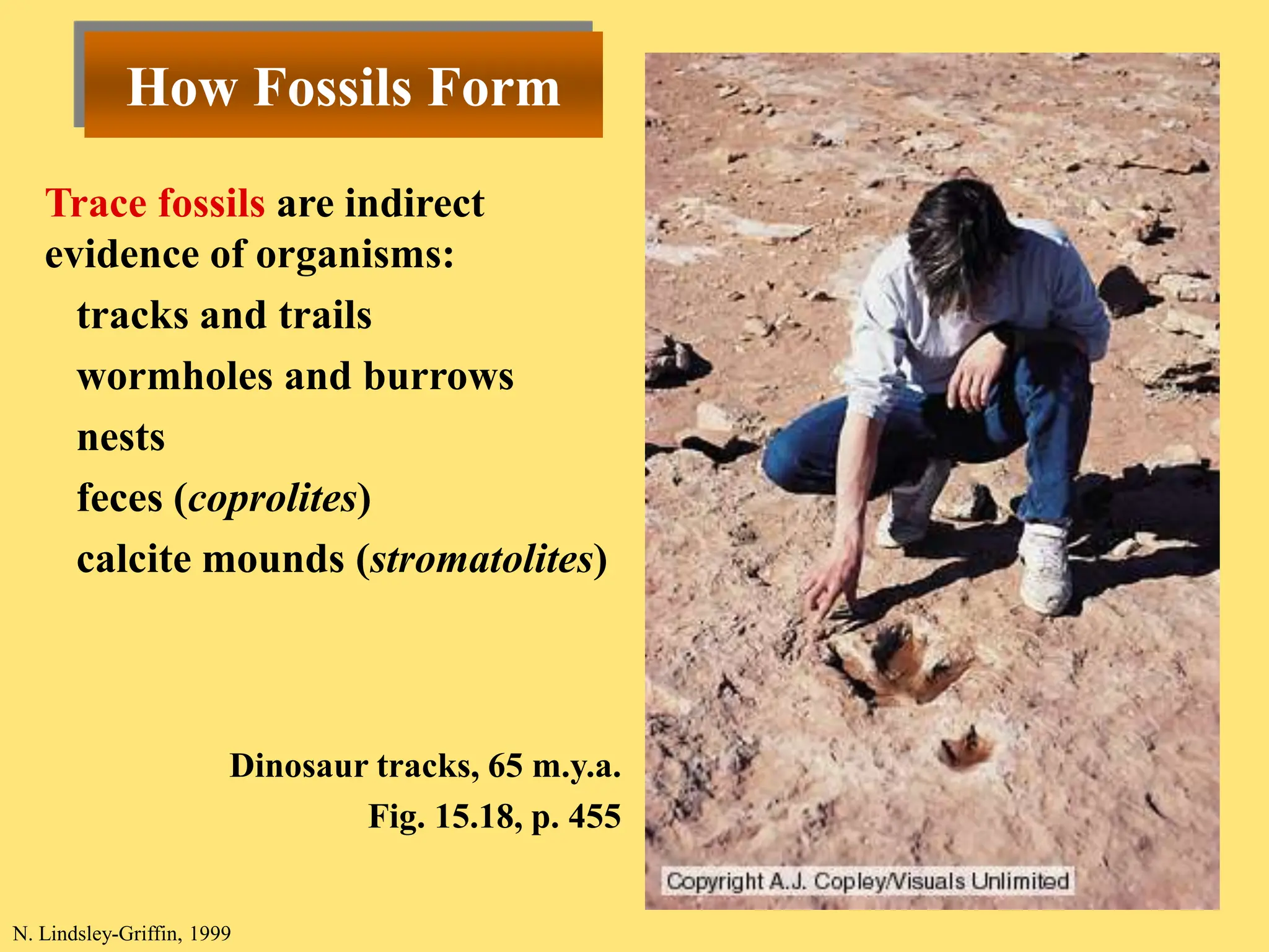 A Brief History of Life on Earth Geology Today | PPT