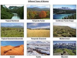 Earth’s Aquatic Biomes with diagrams and images | PDF