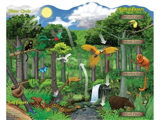 Earth’s Biomes Notes with diagrams and images | PDF