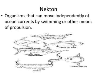 Earth science 15.2 | PPT