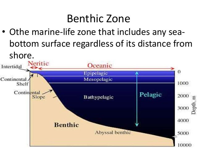 Understanding The Differences Between Benthic And Pelagic