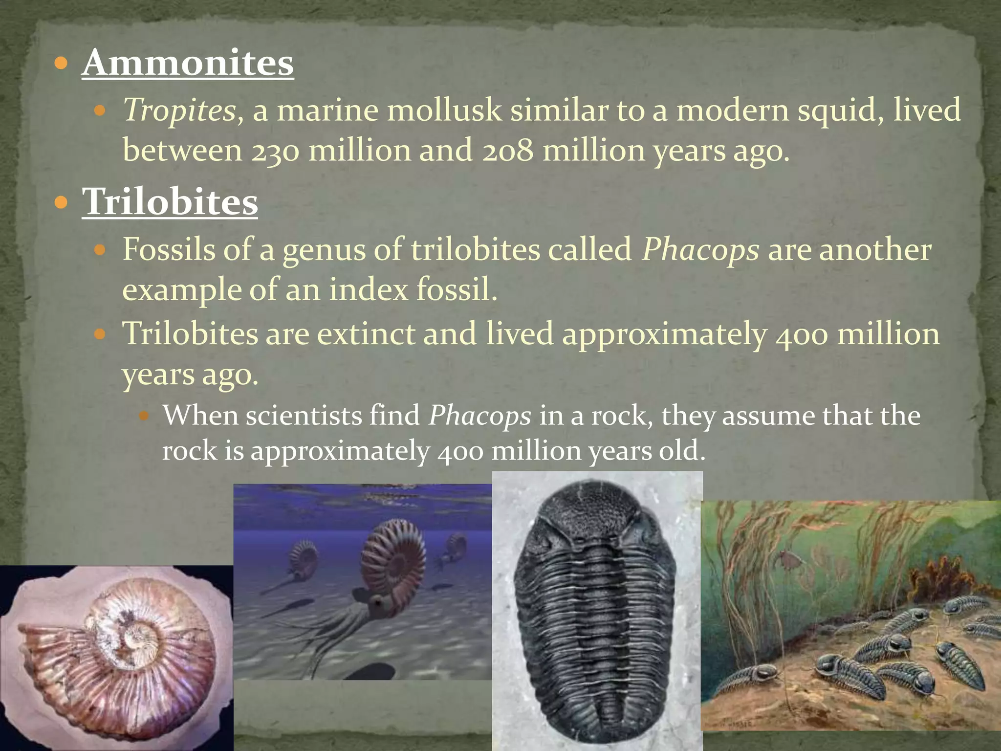 Earth Science 3.4 : Looking at Fossils | PPTX