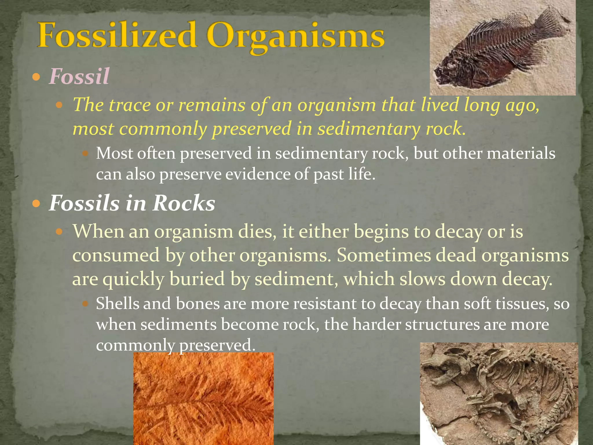 Earth Science 3.4 : Looking at Fossils | PPTX