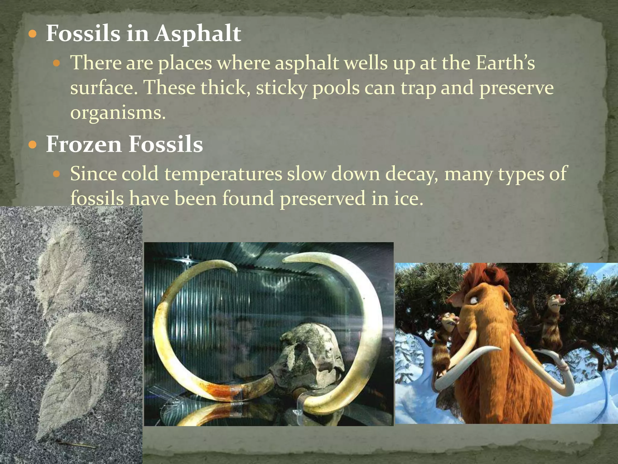Earth Science 3.4 : Looking at Fossils | PPTX