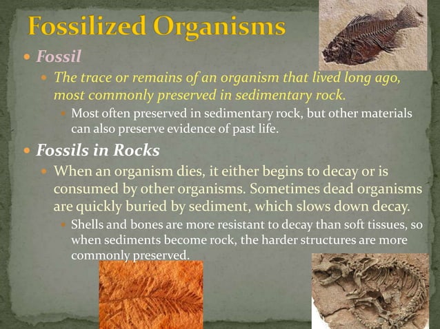 Earth Science 3.4 : Looking at Fossils | PPT