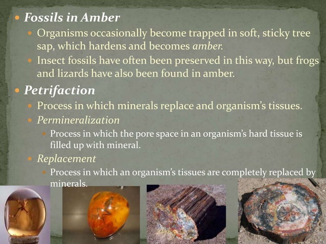 Earth Science 3.4 : Looking at Fossils | PPT