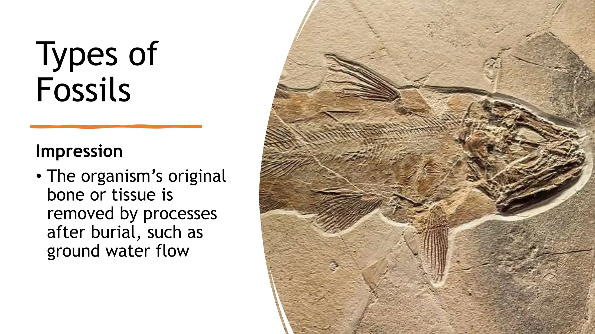Earth Science Geologic Time and Fossils.pptx | Chemistry | Science