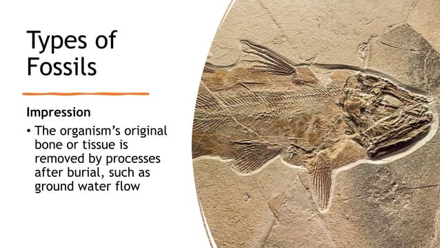Earth Science Geologic Time and Fossils.pptx | Chemistry | Science