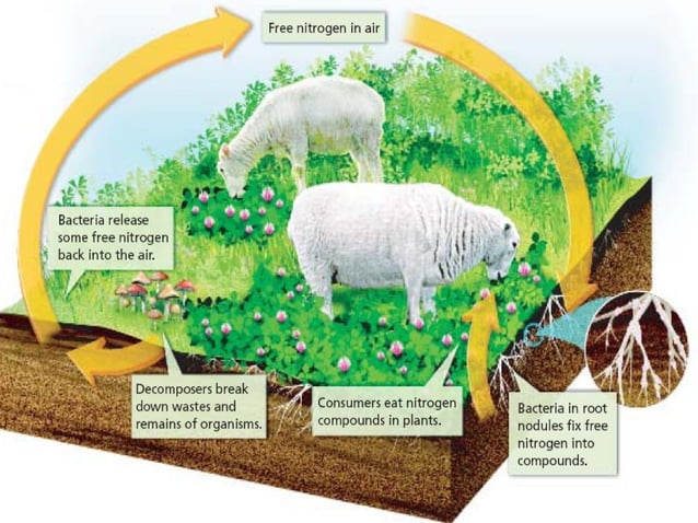 Earth’S Cycles | PPS | Geography | Science