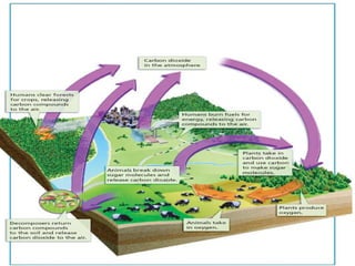 Earth’S Cycles | PPS