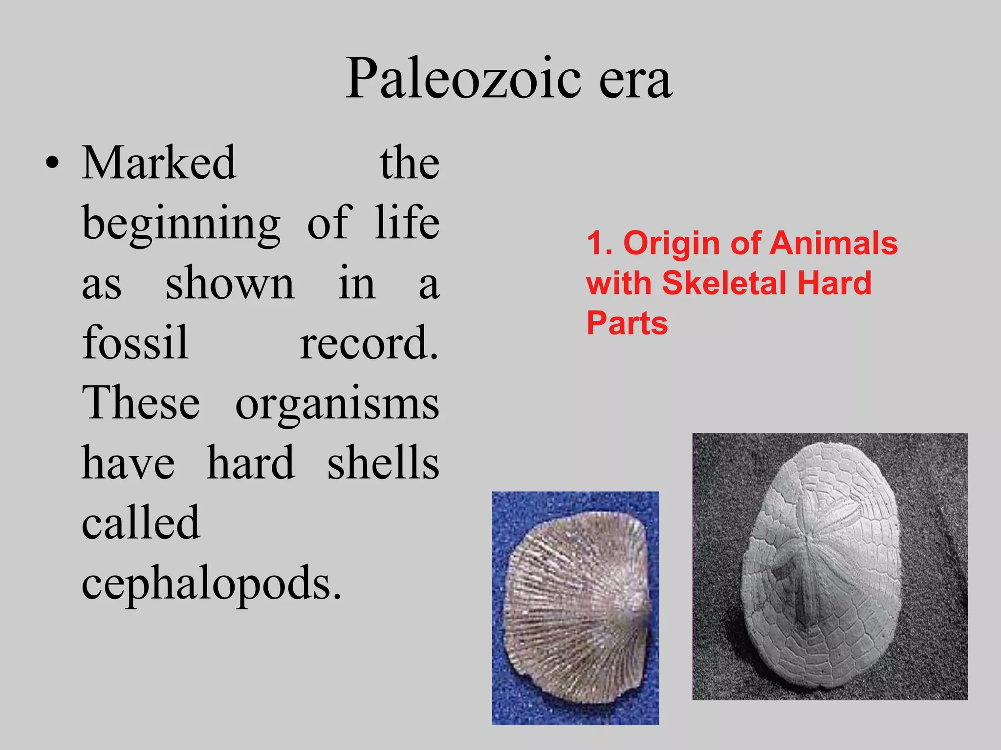 Earth's History.ppt