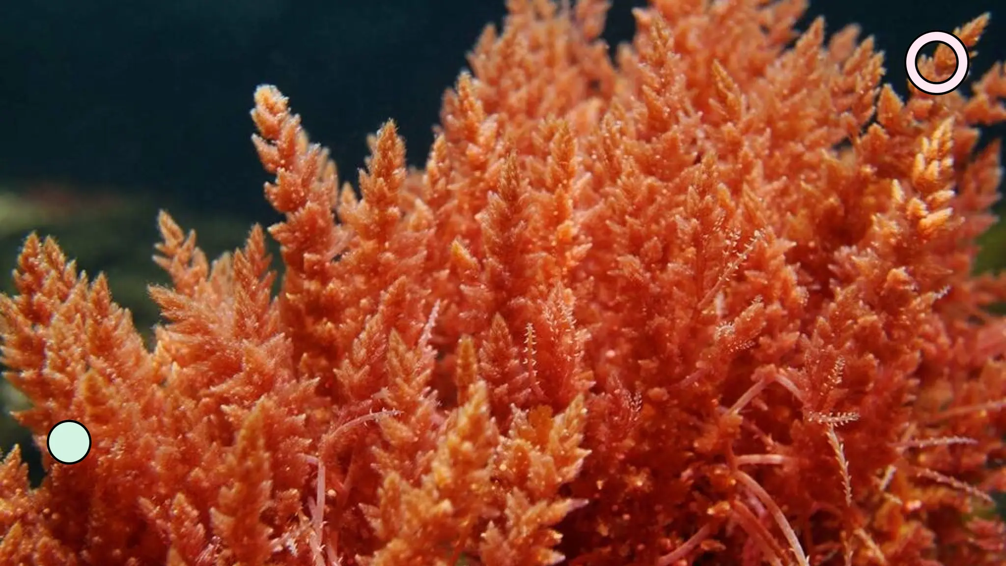 Earth Subsystem (bio, hydro, atmo and geo).pptx