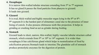 Earthwarm digestive system | PPTX