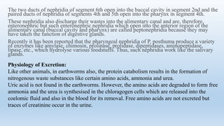 Earthwarm excretory systeam | PPTX