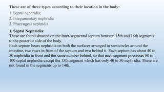 Earthwarm excretory systeam | PPTX