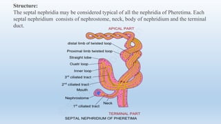 Earthwarm excretory systeam | PPTX