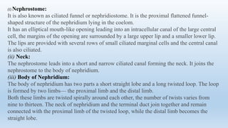 Earthwarm excretory systeam | PPTX