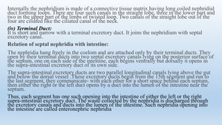 Earthwarm excretory systeam | PPTX