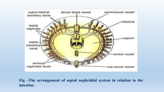 Earthwarm excretory systeam | PPTX