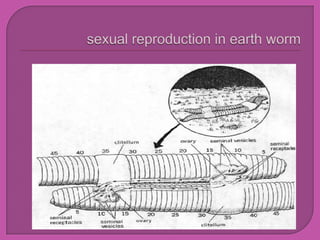 Earthworm | PPTX