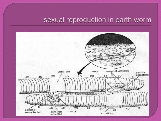 Earthworm | PPTX | Digestive Disorders | Diseases and Conditions