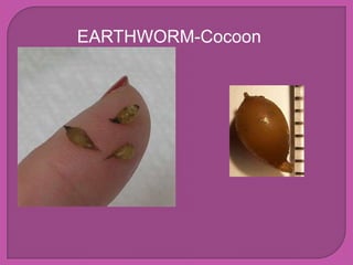 Earthworm | PPTX