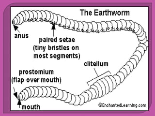 Earthworm Diagram Setae