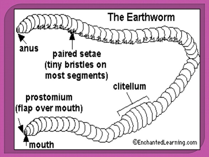 Earthworm Anatomy And Dissection Guide Biology Junction