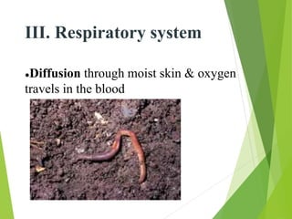 Earthworm | PPT