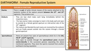 Earthworm Reproductive System