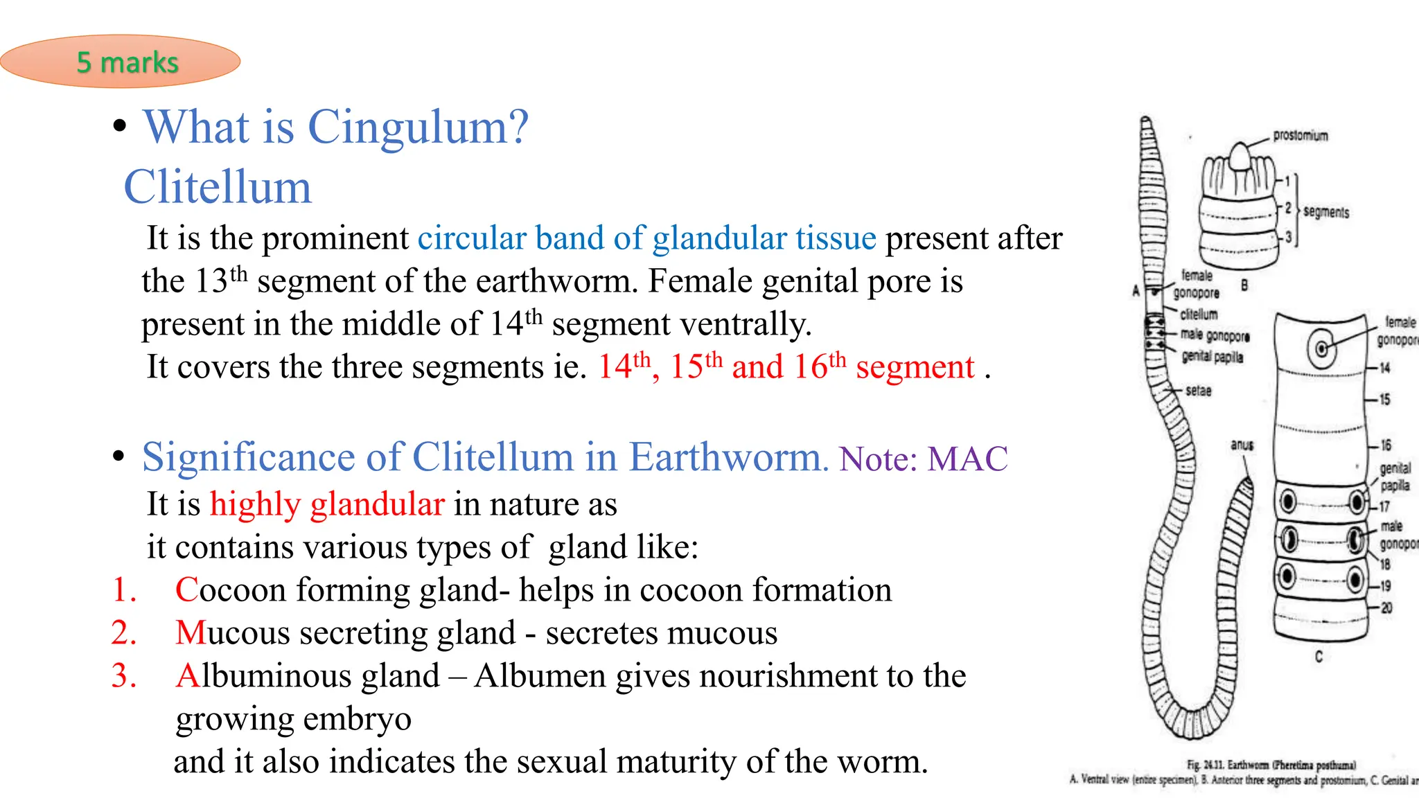 Detail study of Earthworm for class 11 NEB B | PPTX