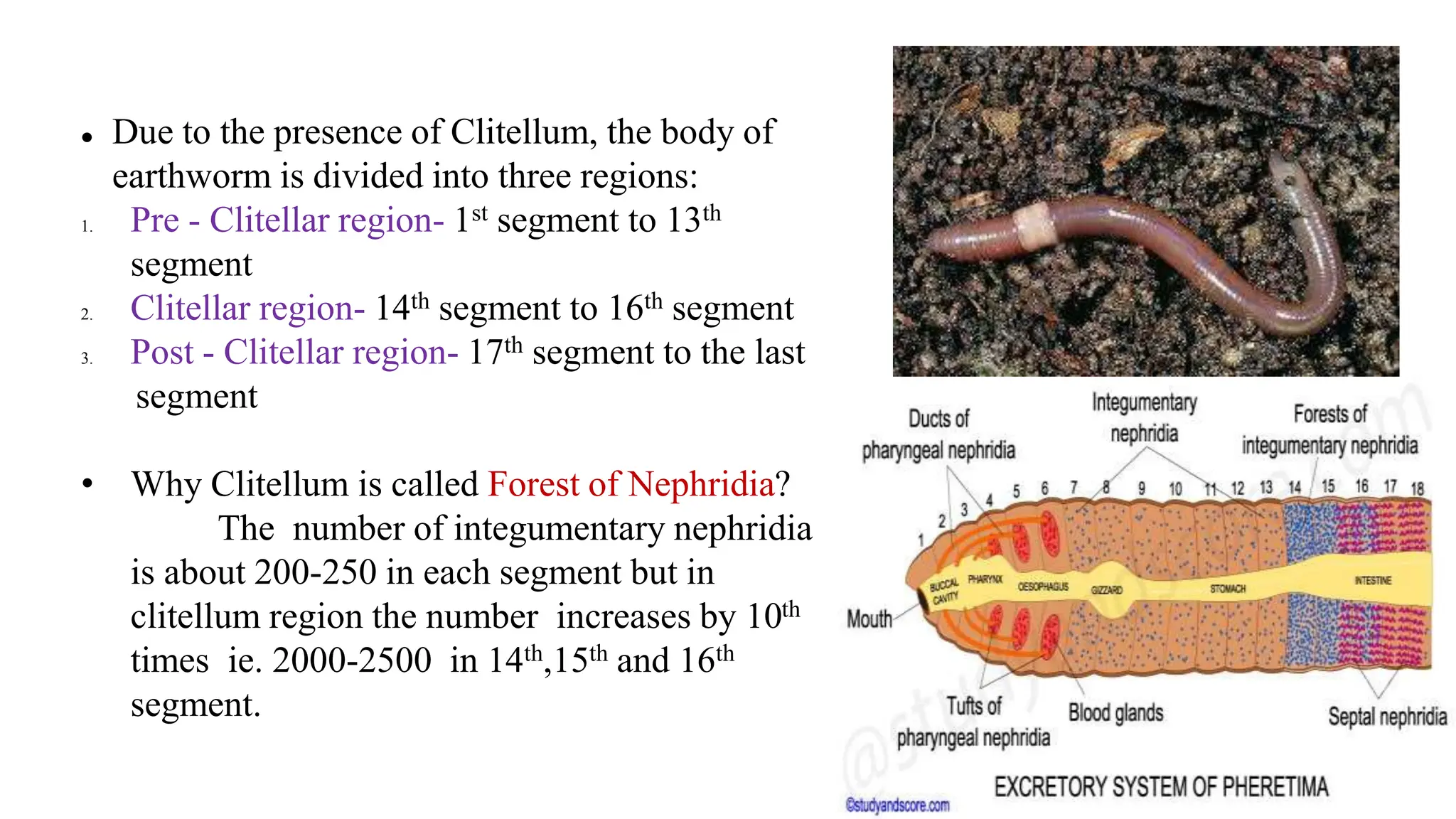 Detail study of Earthworm for class 11 NEB B | PPTX