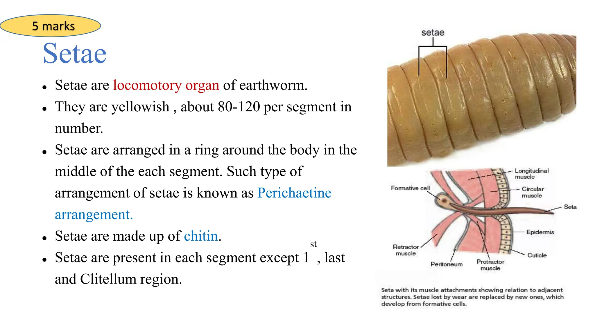Detail study of Earthworm for class 11 NEB B | PPTX