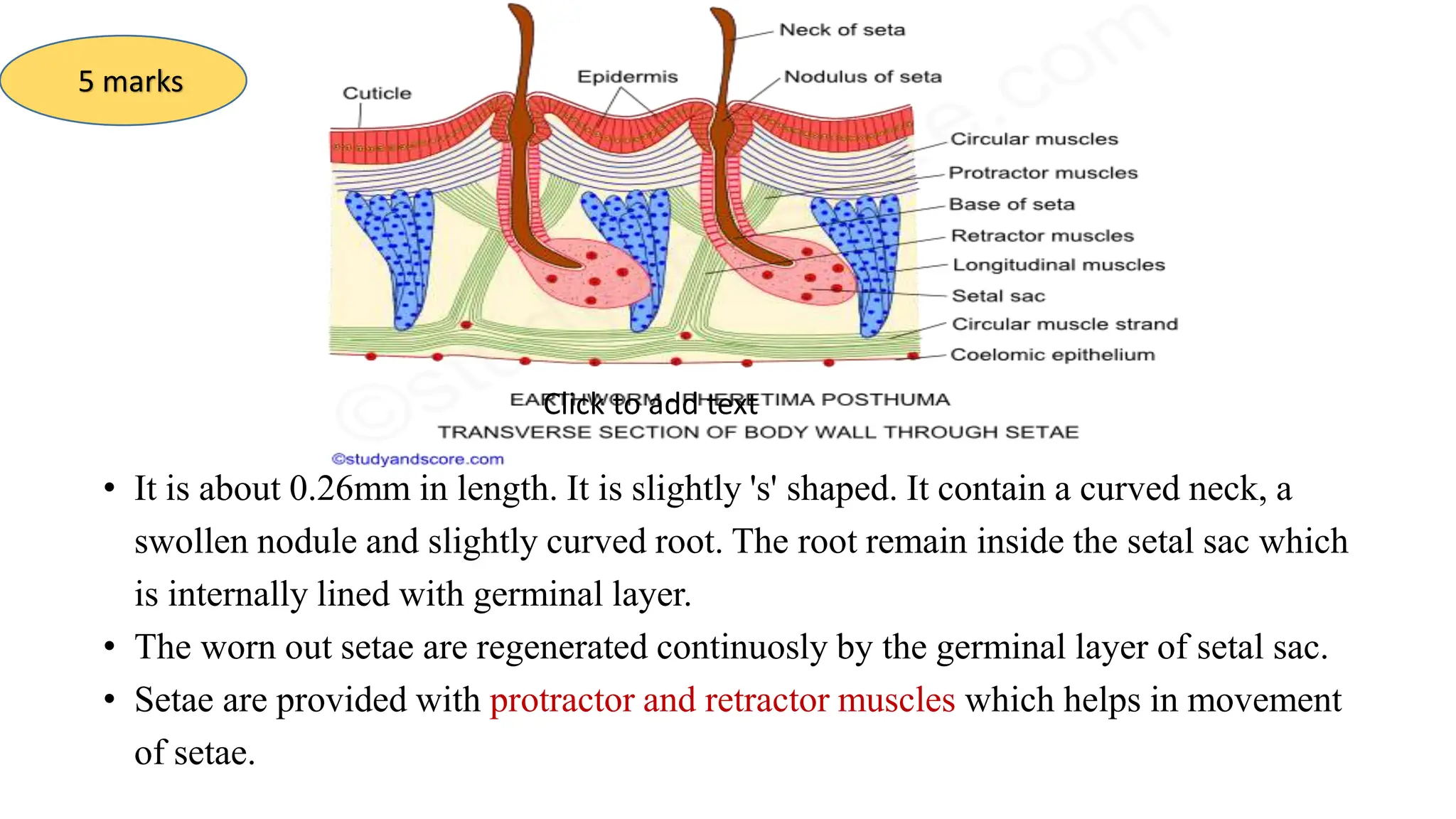 Detail study of Earthworm for class 11 NEB B | PPTX